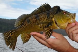 Tucunaré, Conheça Tudo Sobre esse Peixe - Silvânio Pesca Esportiva