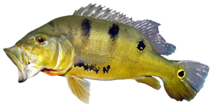 Tucunaré, Conheça Tudo Sobre esse Peixe - Silvânio Pesca Esportiva